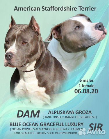 Щенки американского стаффордширского терьера