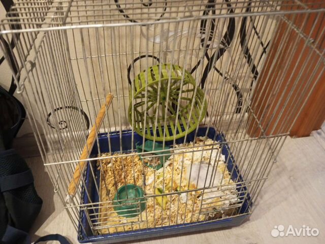 Хомячок мальчик