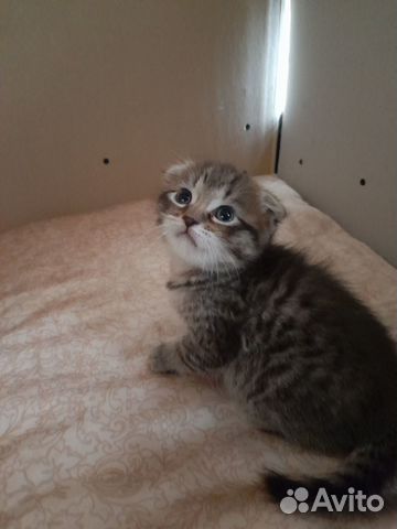 Веслаухая кошечка