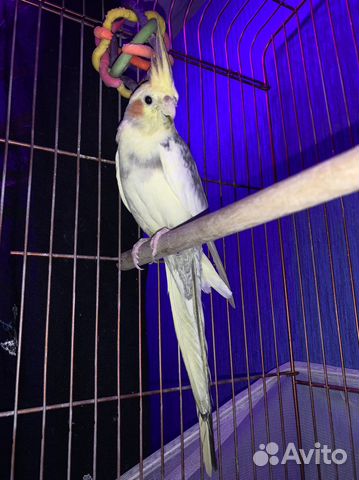 Попугай корелла с клеткой
