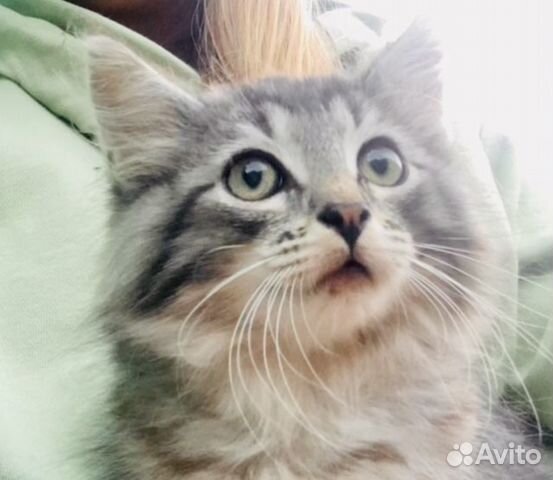 Котята в добрые руки бесплатно