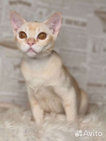 Бурманские котята