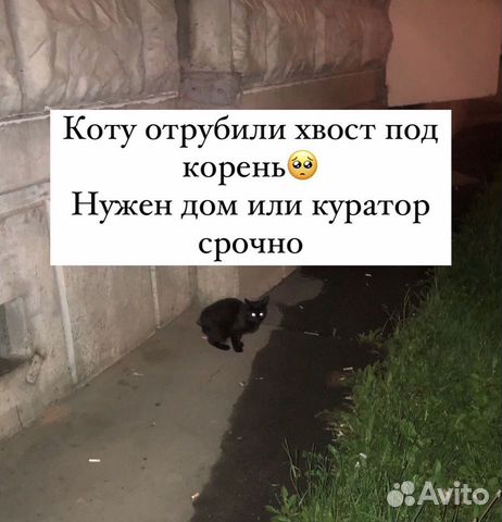 Коту отрубили хвост, плачет