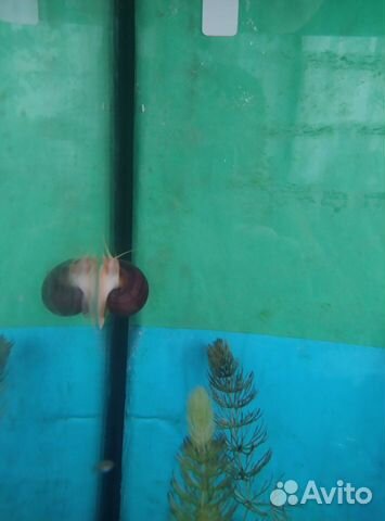 Улитки ампулярии отдам