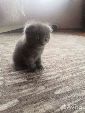 Шотландские