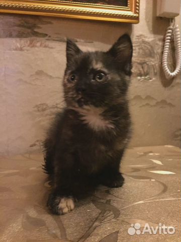 Котята ищут дом (1.5 мес.)