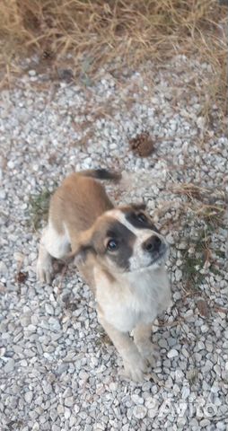 Щенок ищет дом