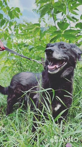 Собака в добрые руки. Ричик