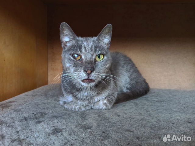 Пьер, кот в добрые руки приют Ржевка