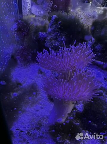 Морские кораллы(Саркофитон)