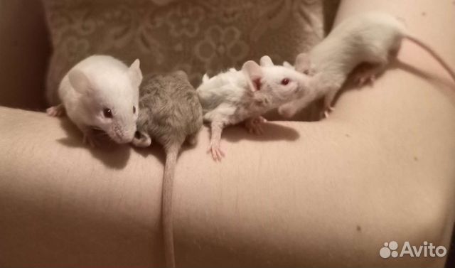 Декоративные мышки