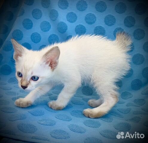 Меконгский бобтейл