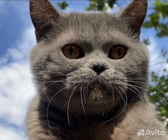 Британский котик в хорошие руки