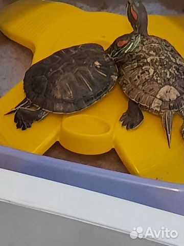 Черепашки красноухие