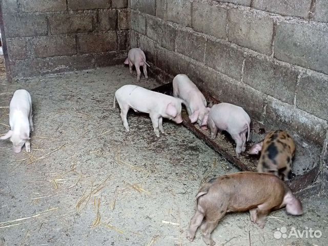 Поросенок ландрас/русская белая