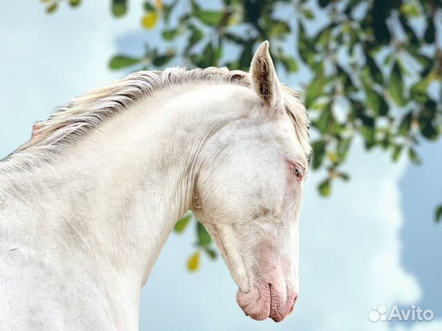 Изабелловая, голубоглазая испанка (Эксклюзив)