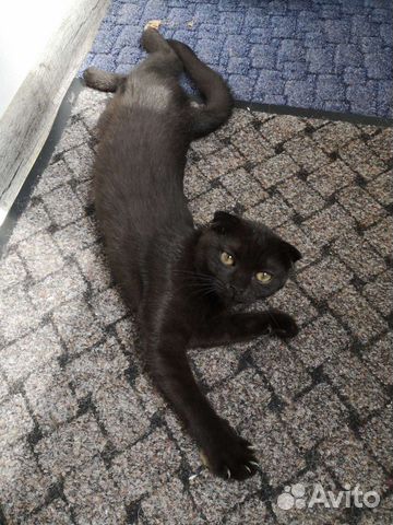 Вислоухий котенок