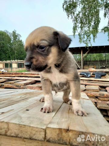 Щенок в добрые руки