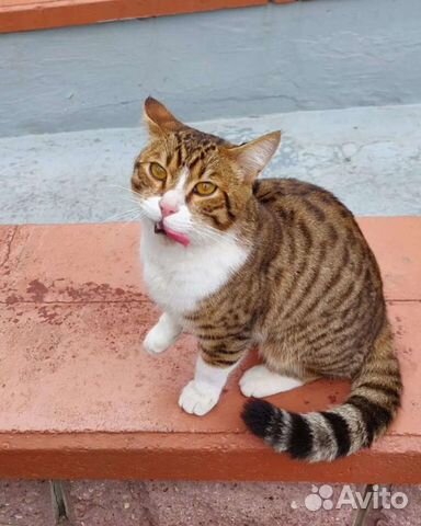 Нашли кота,нужен дом