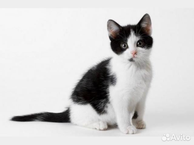 Отдаю котят в хорошие руки
