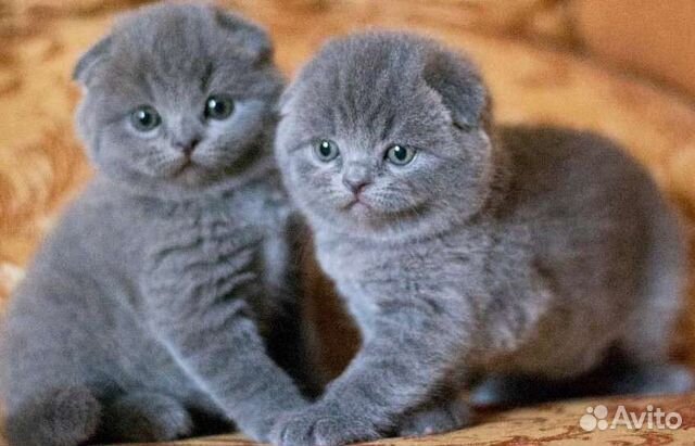 Вислоухие и Британские плюшевые котята