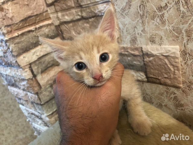 2 котенка в хорошие руки 1.5 мес (домашние)