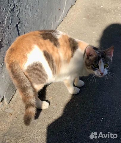 Кошка в дар