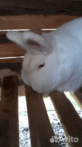 Кролики новозеландские белые
