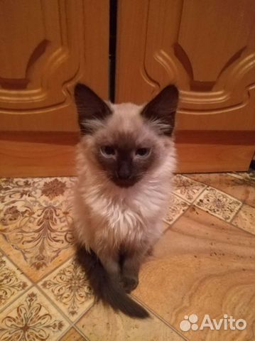 Сиамский котенок девочка