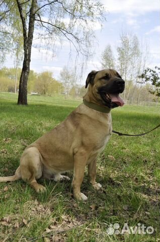 Собаки бесплатно