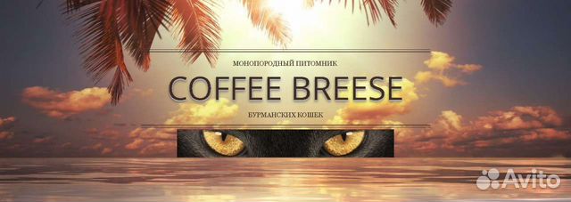 Бурманские котята