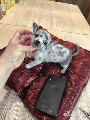 Чихуахуа mini девочка Мерлинка