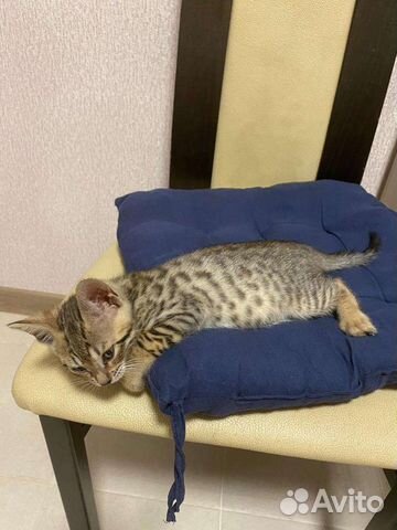 Бенгальская кошка