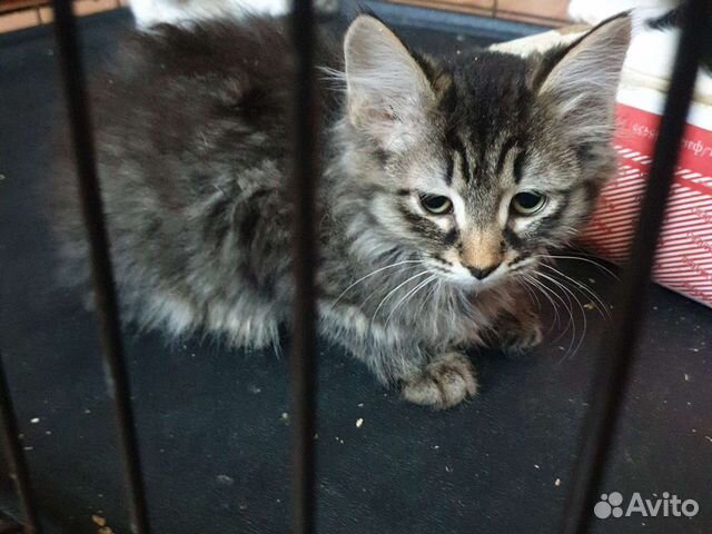 Котенок девочка в добрые руки