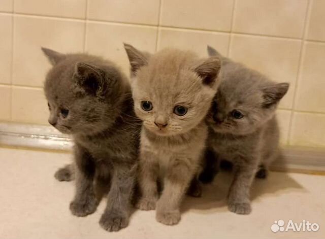 Британские котята