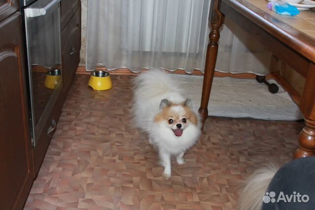 Немецкий шпиц