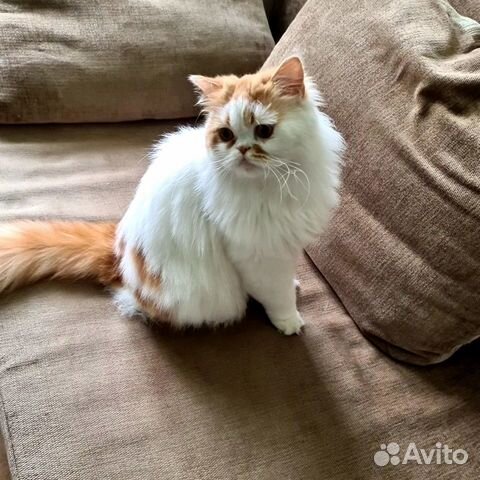 Отдам шотландского породистого котика