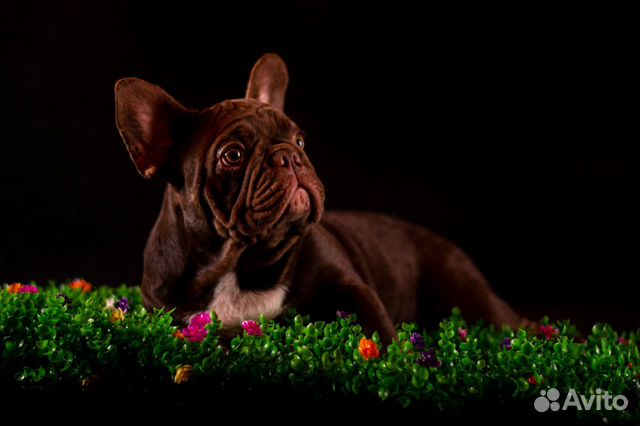 Французский бульдог изабелла,шоко,голубой,мерле