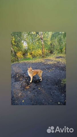Лаки ищет дом