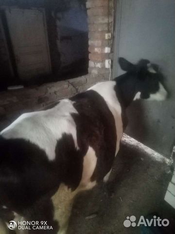 Толка 9 месяцев