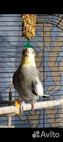 Попугай корелла с клеткой