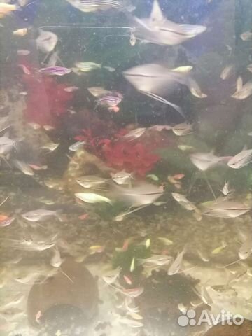 Аквариумные мирные рыбки