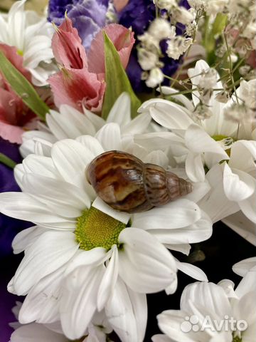 Улитки ахатины