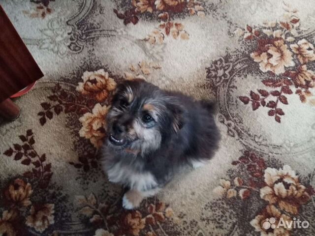 Найден щеночек на дороге Тахта -Городовиковск