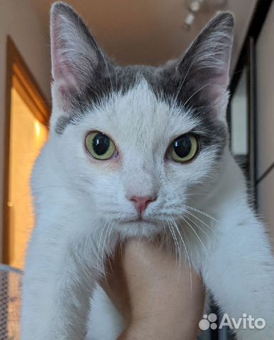 Невероятно ласковый котик в добрые руки