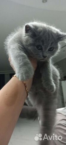 Кошки шотландцы