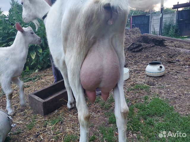 Дойные козы