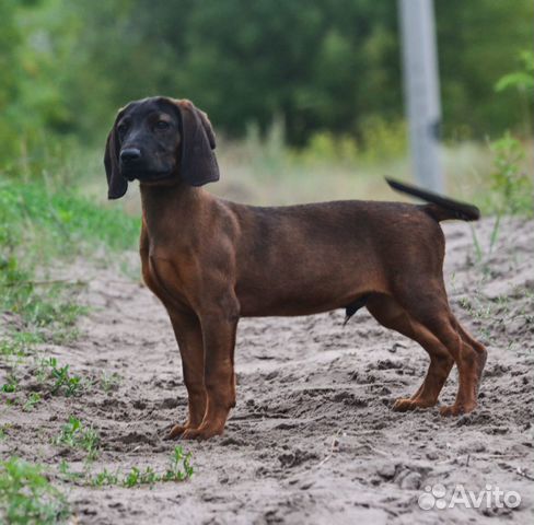 Щенки Баварской горной гончей