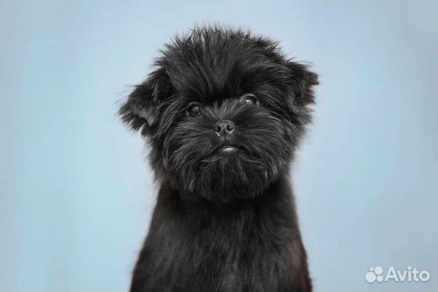 Аффенпинчер щенок