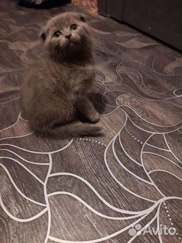 Шотландская вислоухая кошка